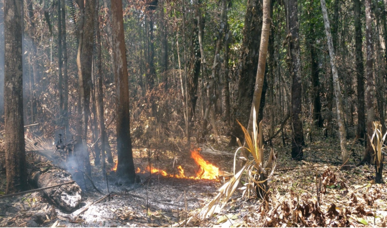 Amazônia tem junho com mais queimadas em 16 anos
