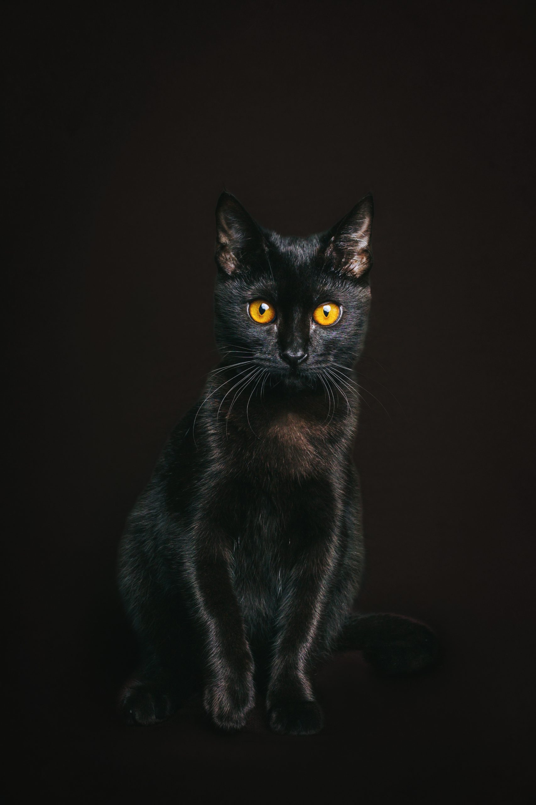 Conheça Blackie, o gato mais rico do mundo, com fortuna de R$ 115 milhões