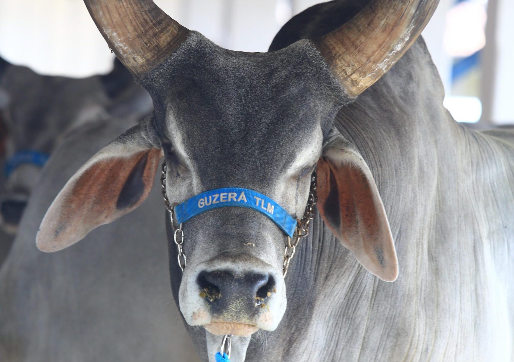 Festa do Boi 2024 começa nesta sexta-feira (11) a partir das 17h30 ...